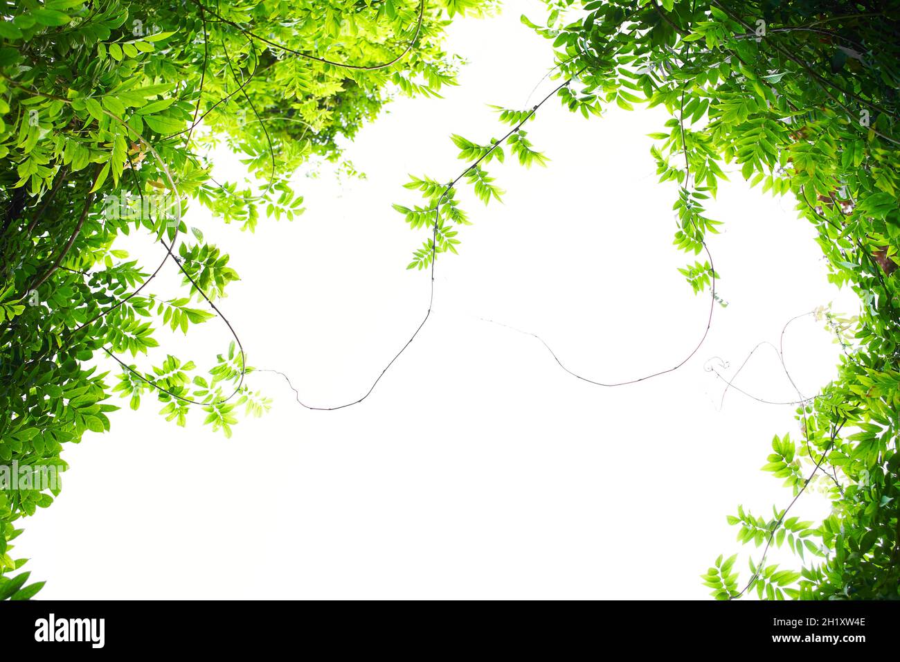 Résumé, motif de feuilles vert nature fond vert foncé. Feuilles vertes ...