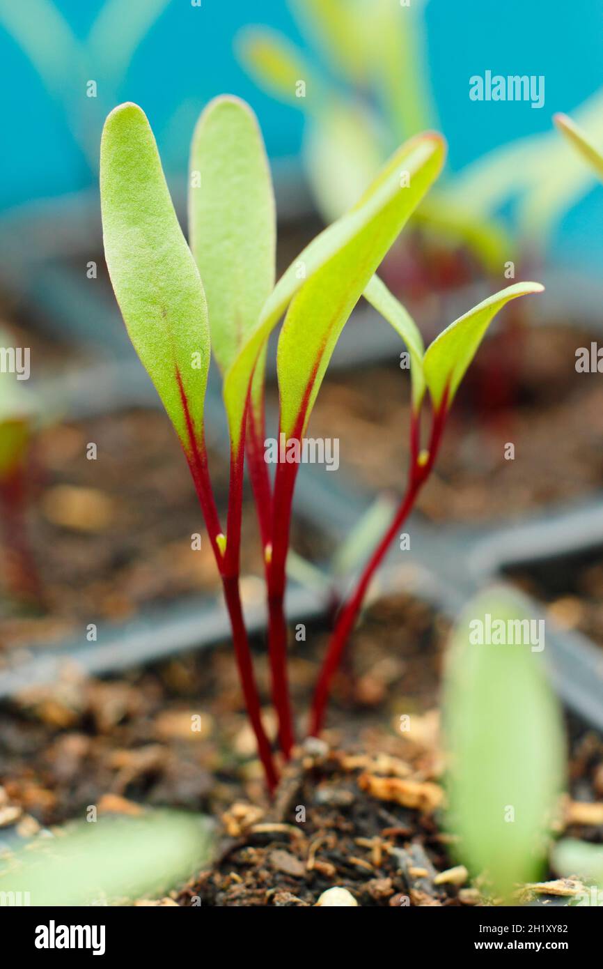 Plantules de betteraves poussant dans un plateau modulaire Beta ...