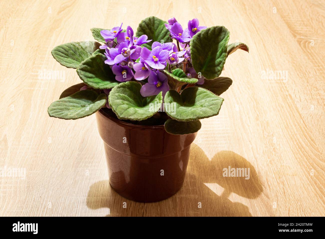 Saintpaulia ionantha violette africaine Banque d'image et photos - Alamy