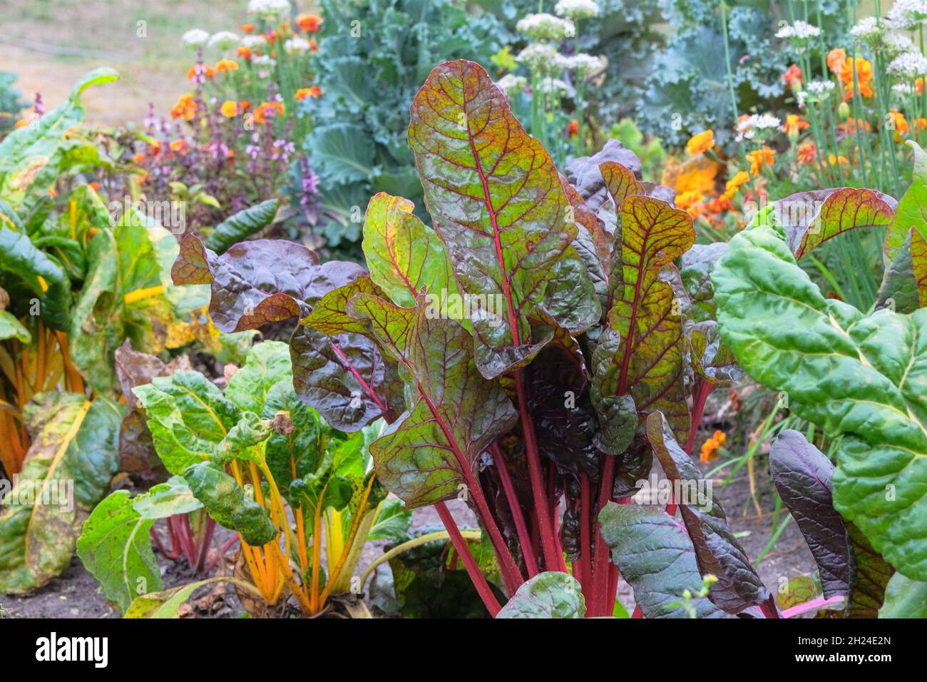Feuille de betterave Banque de photographies et d’images à haute ...