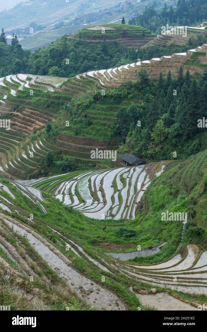 Une ferme entourée de terrasses de riz dans les terrasses de riz de ...