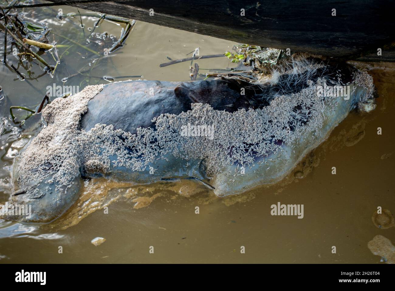 Décomposition d'un chien dans l'eau d'une rivière. Le corps d'un chien ...