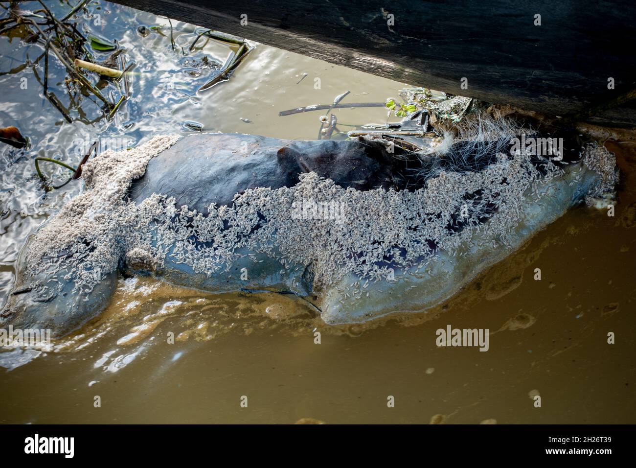 Décomposition d'un chien dans l'eau d'une rivière. Le corps d'un chien ...