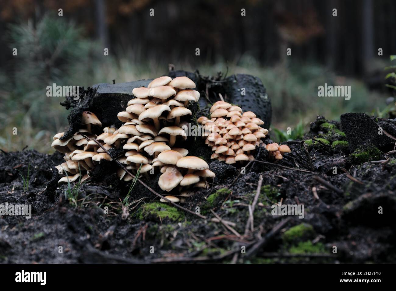 Champignons poussant sur souche Banque de photographies et d’images à haute résolution - Alamy