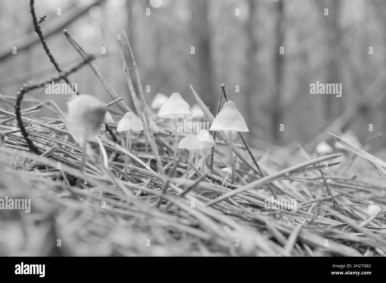 Groupe de champignons sauvages Banque d'images noir et blanc - Alamy