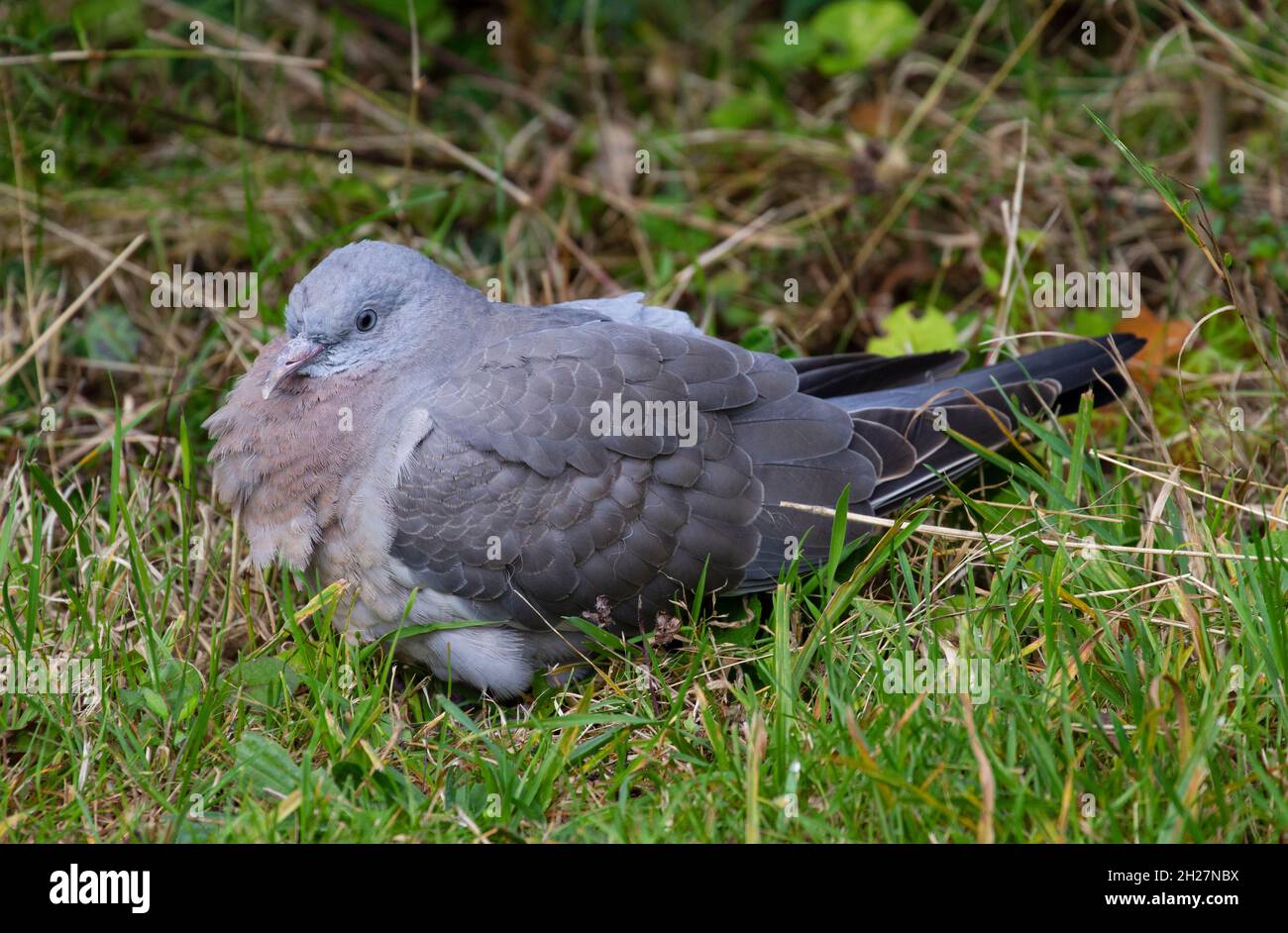 Jeune pigeon ramier Banque de photographies et d’images à haute ...