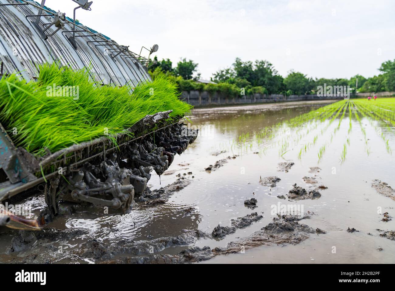 Machine de repiquage Banque de photographies et d’images à haute ...