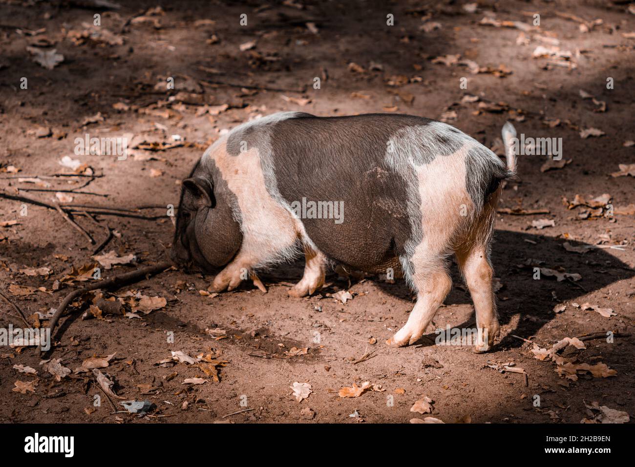 Hairy pig Banque de photographies et d’images à haute résolution - Alamy