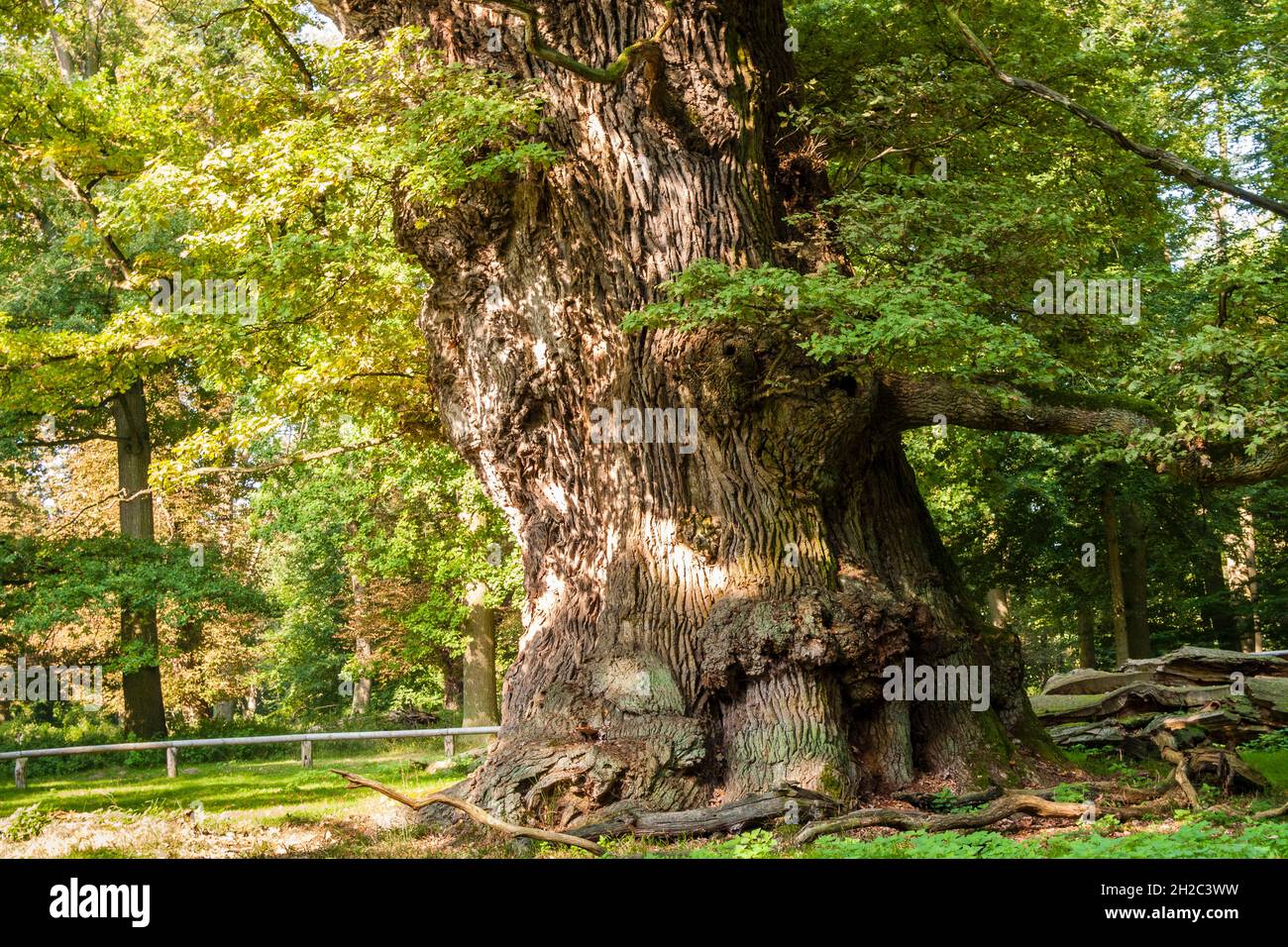 Chêne commun, chêne pédonculé, chêne anglais (Quercus robur.Quercus ...