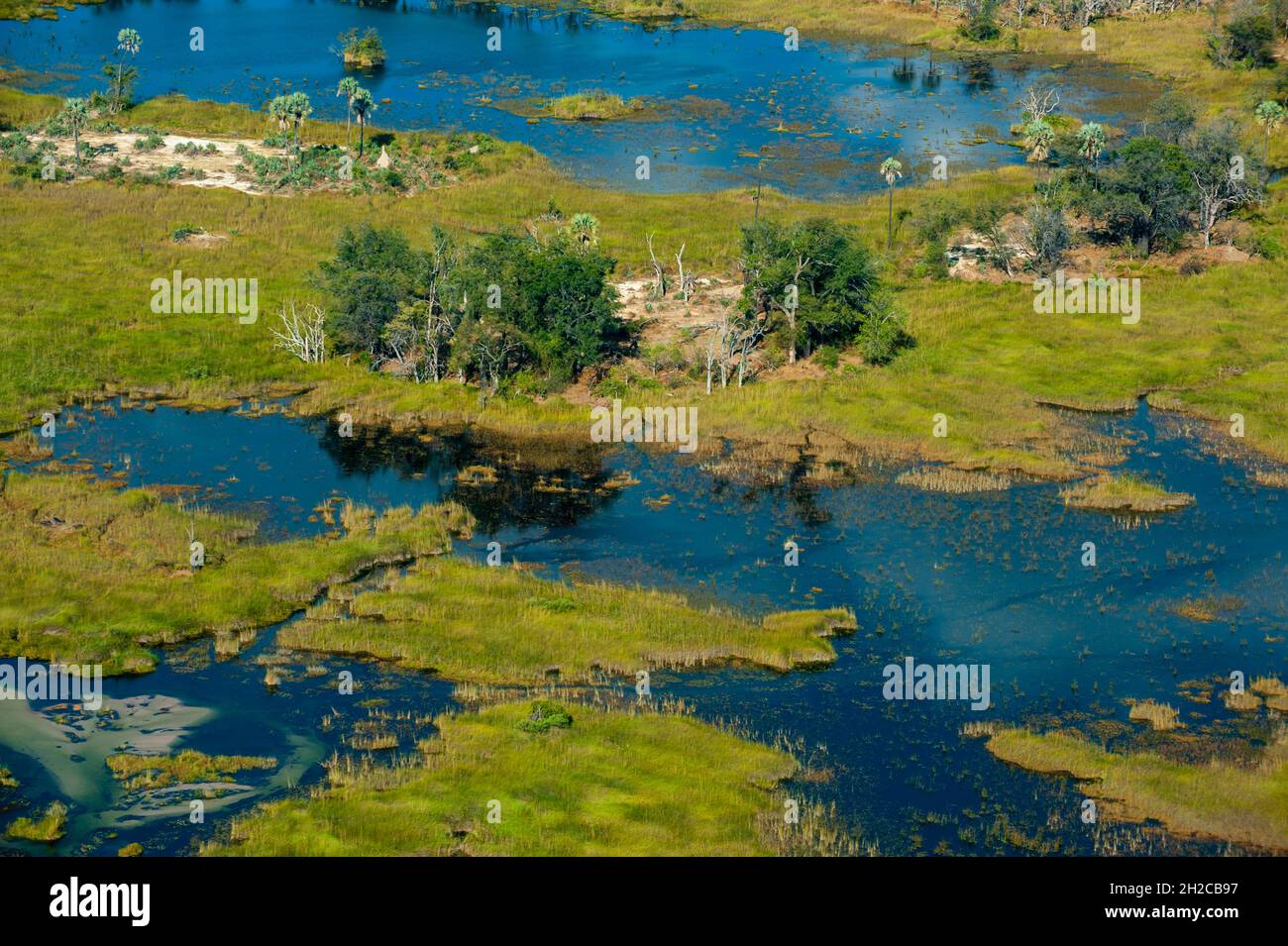 Moremi chief Banque de photographies et d’images à haute résolution - Alamy
