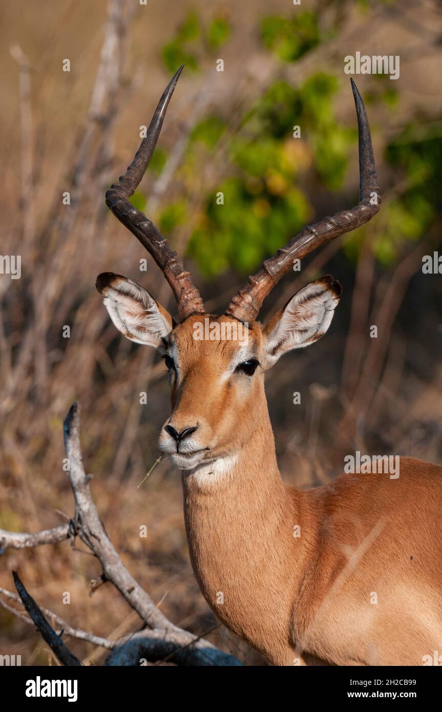 Moremi chief Banque de photographies et d’images à haute résolution - Alamy