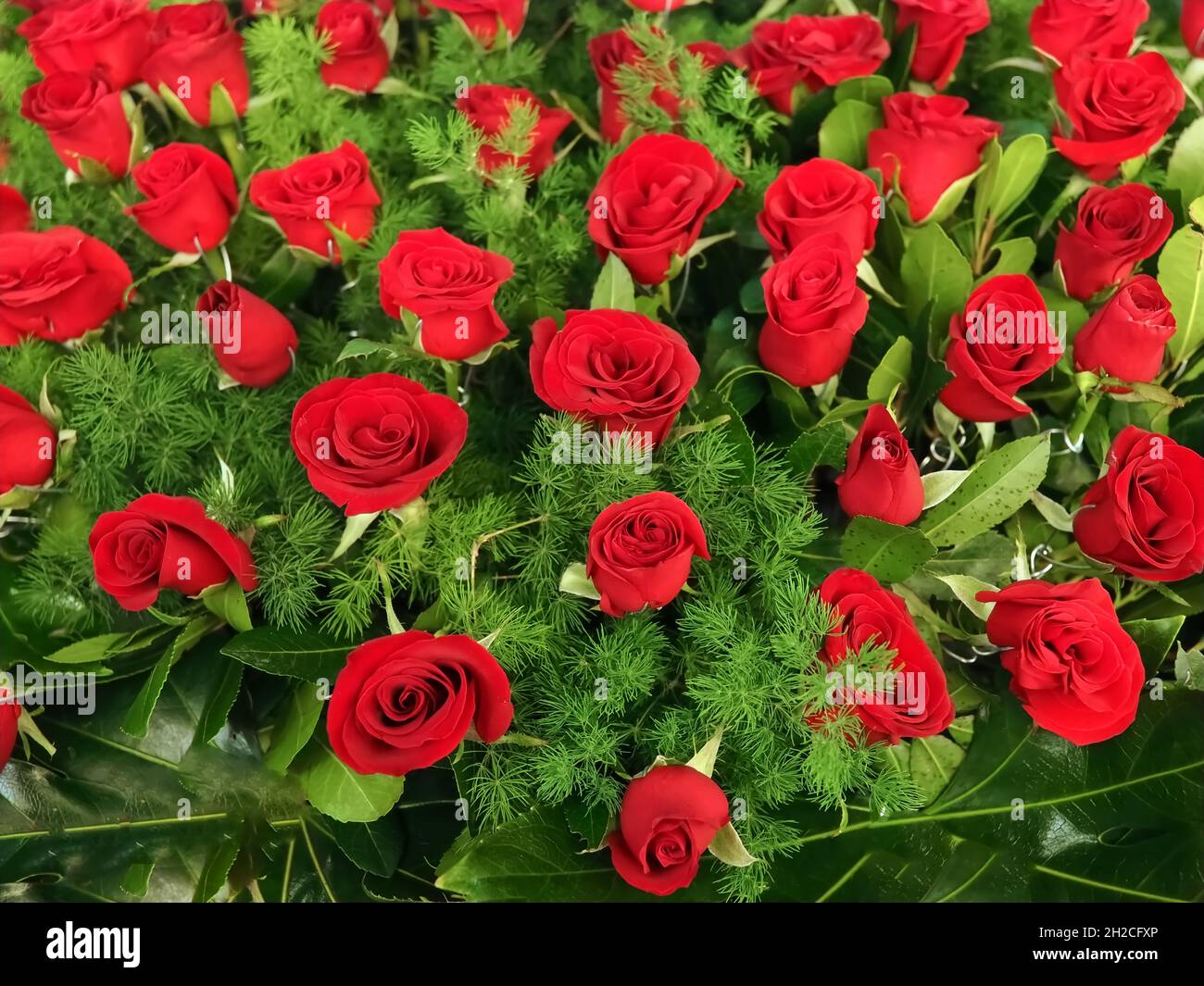 Belles roses rouges Banque de photographies et d’images à haute ...