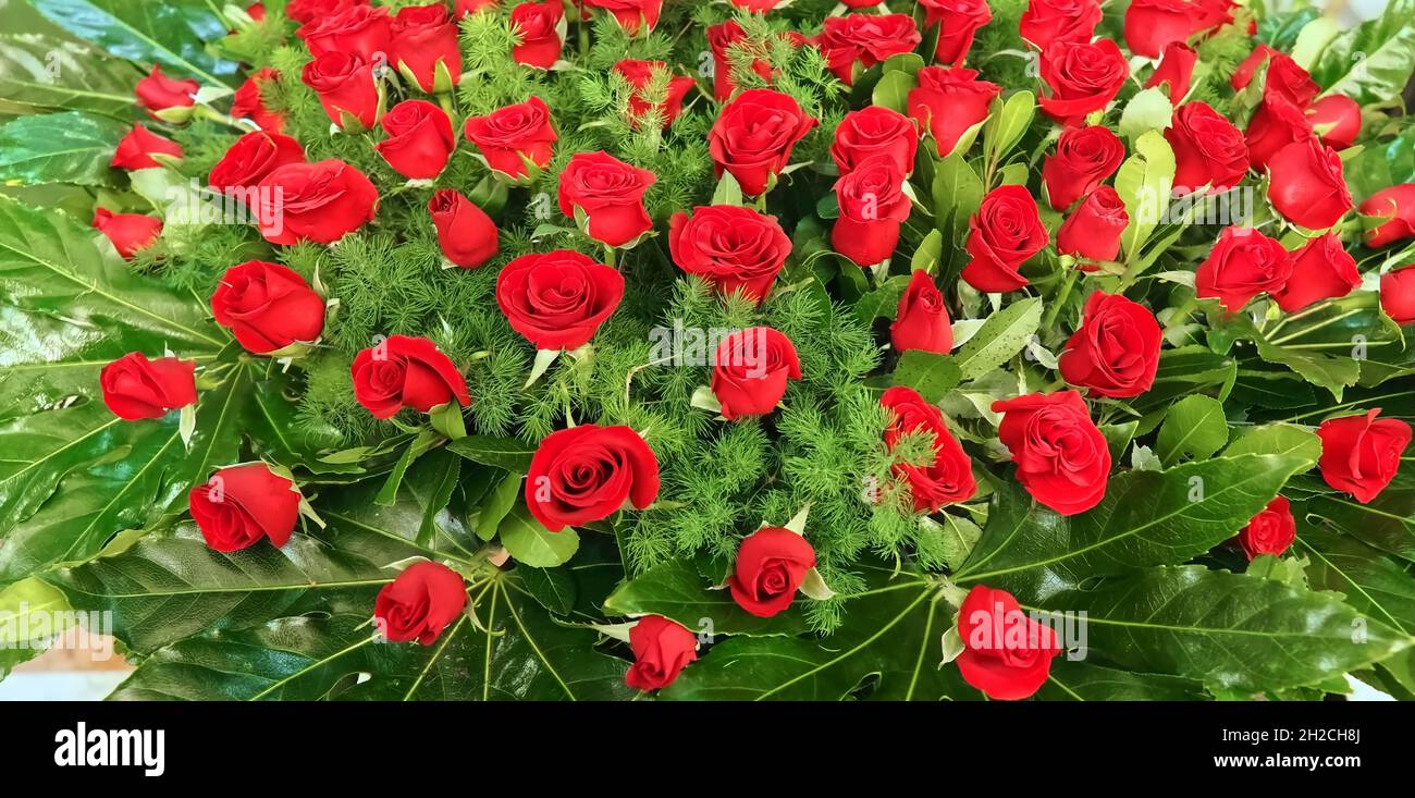 Belles roses rouges Banque de photographies et d’images à haute ...