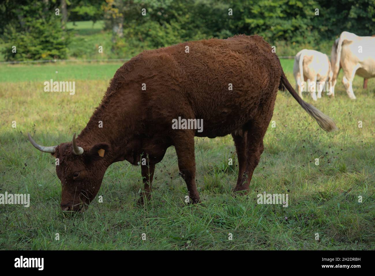 Vache de salers Banque de photographies et d’images à haute résolution ...