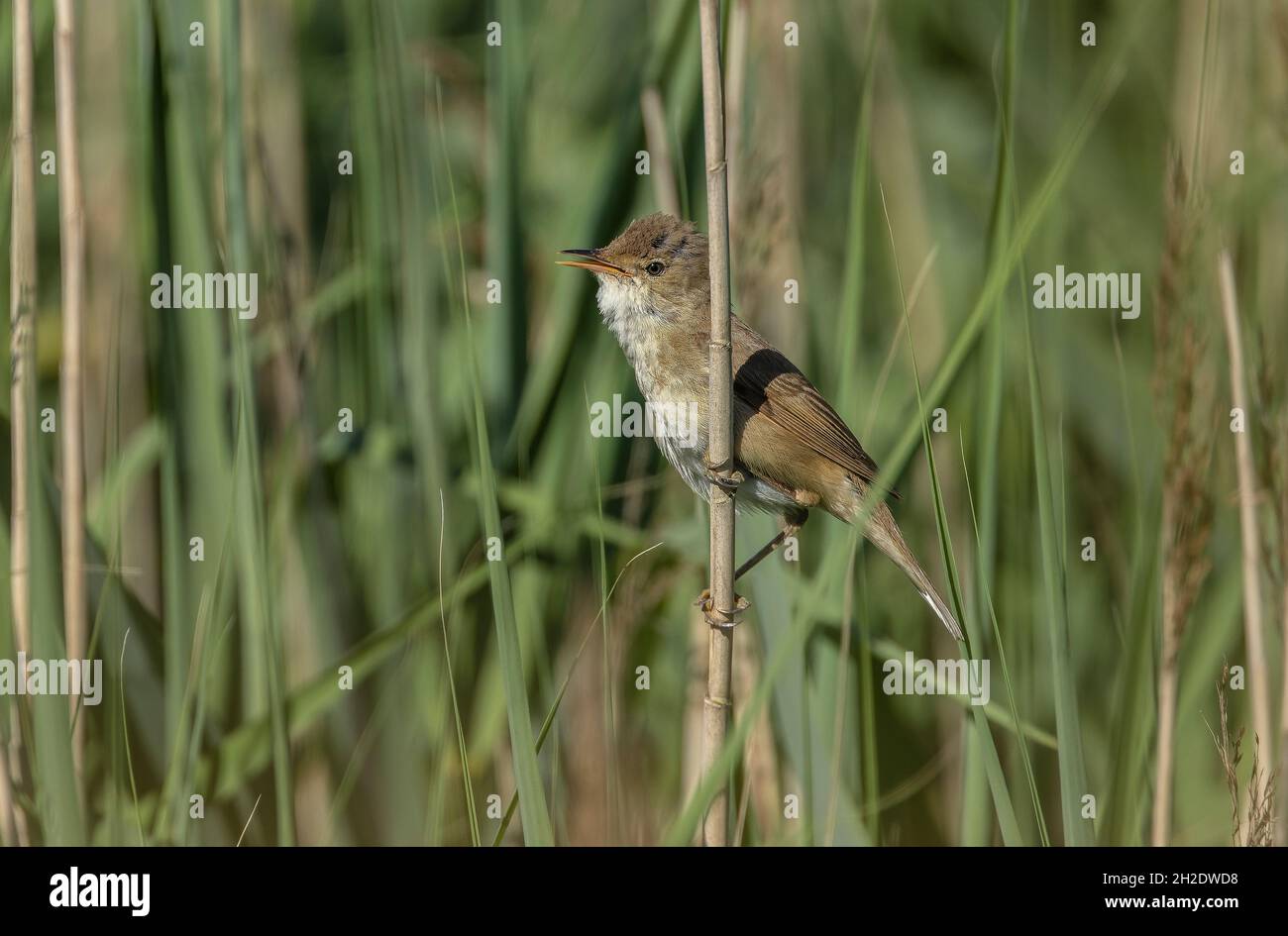 Au nid de fauvette des roseaux Banque de photographies et d’images à ...