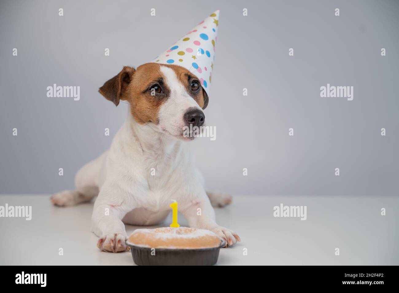 Un joli chien dans une casquette de fête se trouve devant un gâteau ...