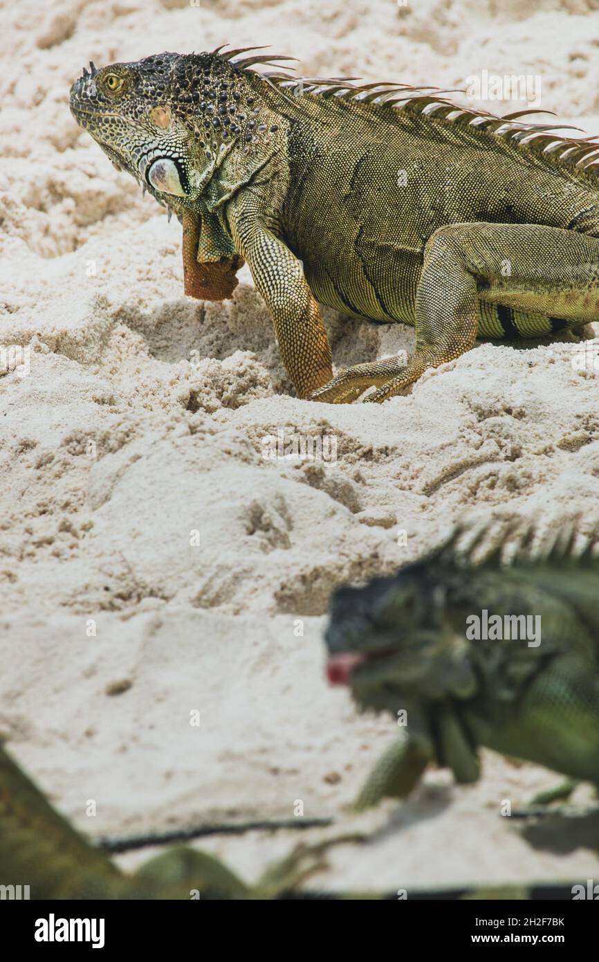 Iguana pendant les vacances a fortement concentré pour montrer leurs ...