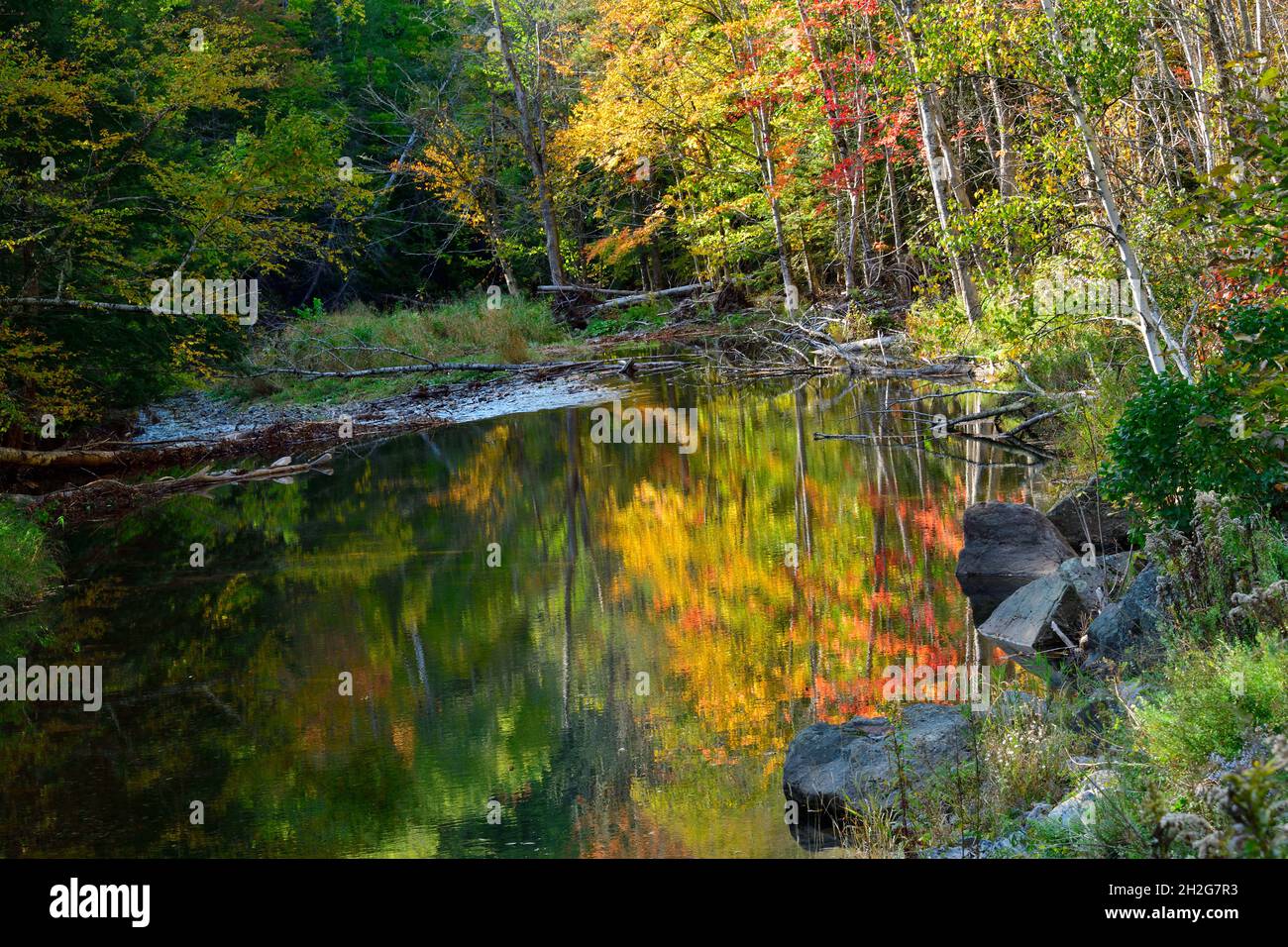 Une image de paysage des feuilles qui se transforment en couleurs sur ...