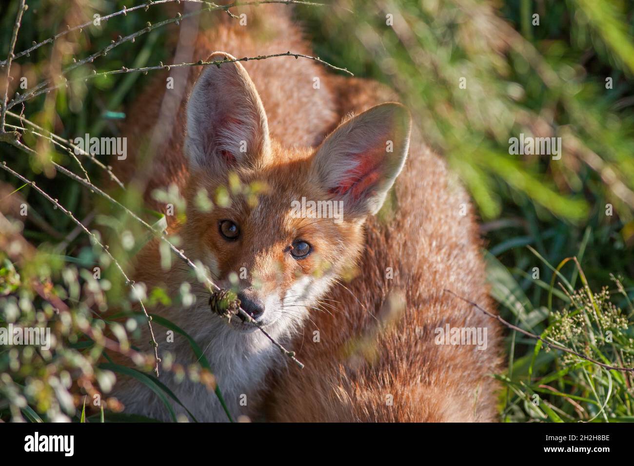 Portrait d'un renard roux Banque de photographies et d’images à haute ...