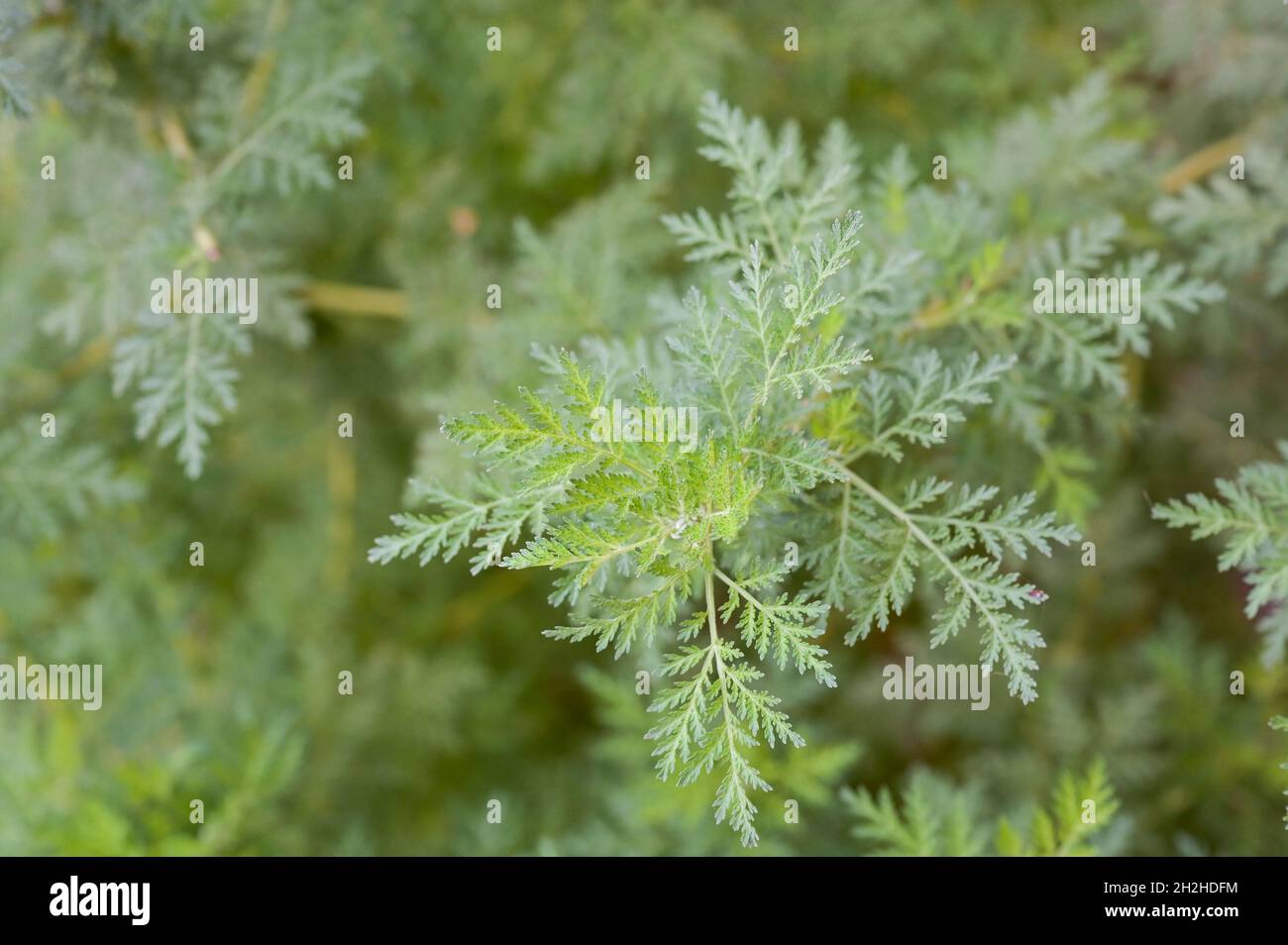 Plantes médicinales afrique Banque de photographies et d’images à haute ...