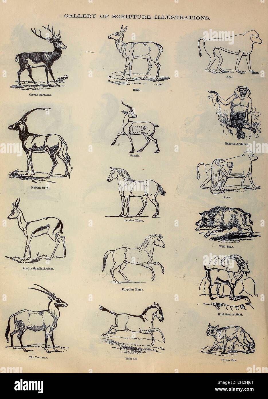 Bible animals Banque de photographies et d’images à haute résolution ...