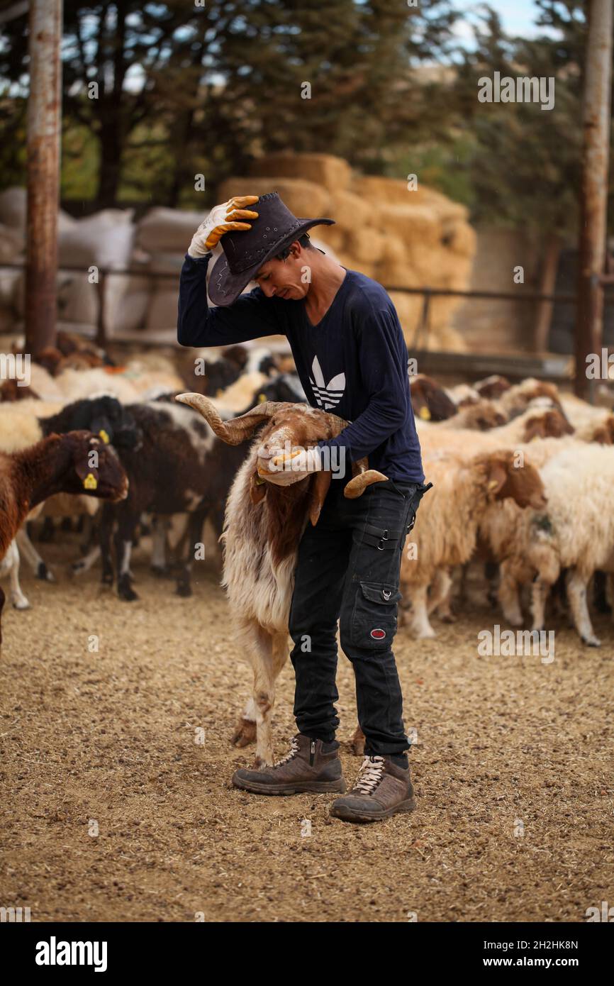 Races syriennes Banque de photographies et d’images à haute résolution ...