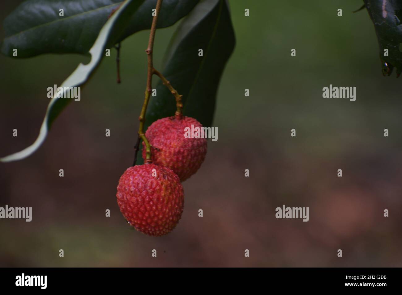 árbol lichi Banque de photographies et d’images à haute résolution - Alamy