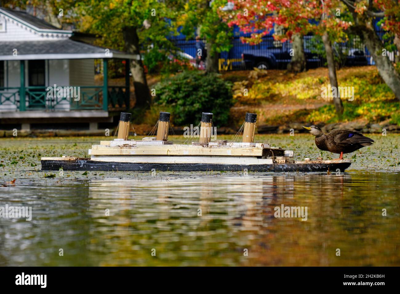 Un canard noir américain apprécie le temps doux qui se dresse sur une ...