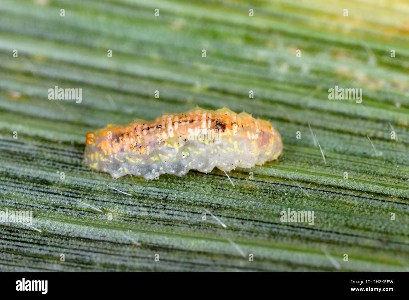 Diptera larva Banque de photographies et d’images à haute résolution ...