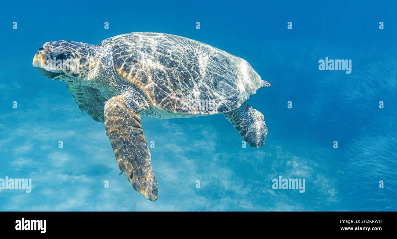 Caretta caretta turtle Banque de photographies et d’images à haute ...