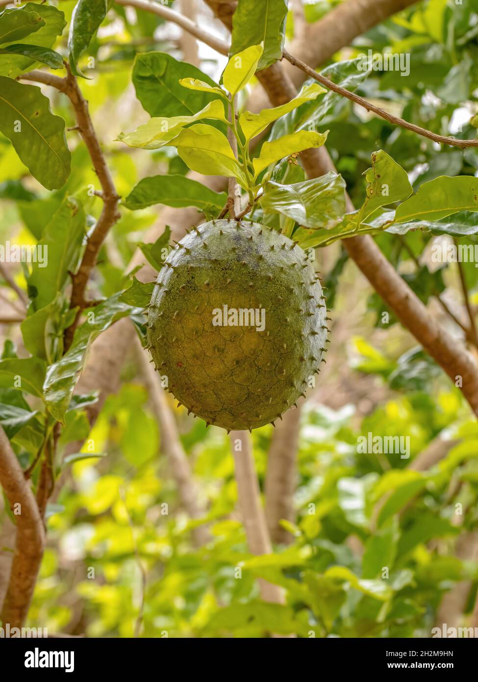 Feuille de corossol Banque de photographies et d’images à haute ...