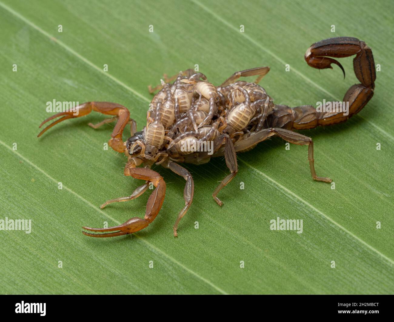 Scorpion indien parthénogénétique femelle (Lychas tricarinatus) portant ...