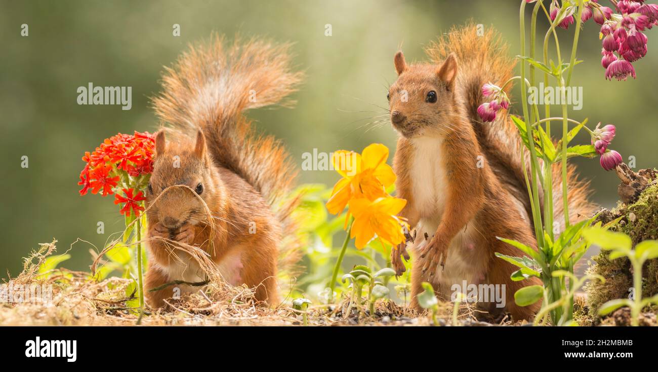 Sciurus europaeus Banque de photographies et d’images à haute ...