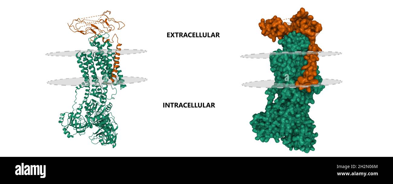 Hétérodimère gastrique de porc H+,K+ - ATPase.Les sous-unités APHA ...