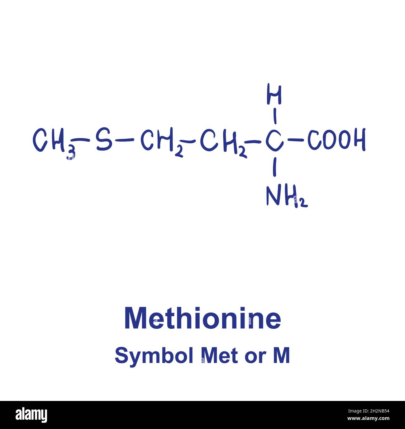 Structure chimique de la méthionine.Illustration vectorielle dessinée à ...