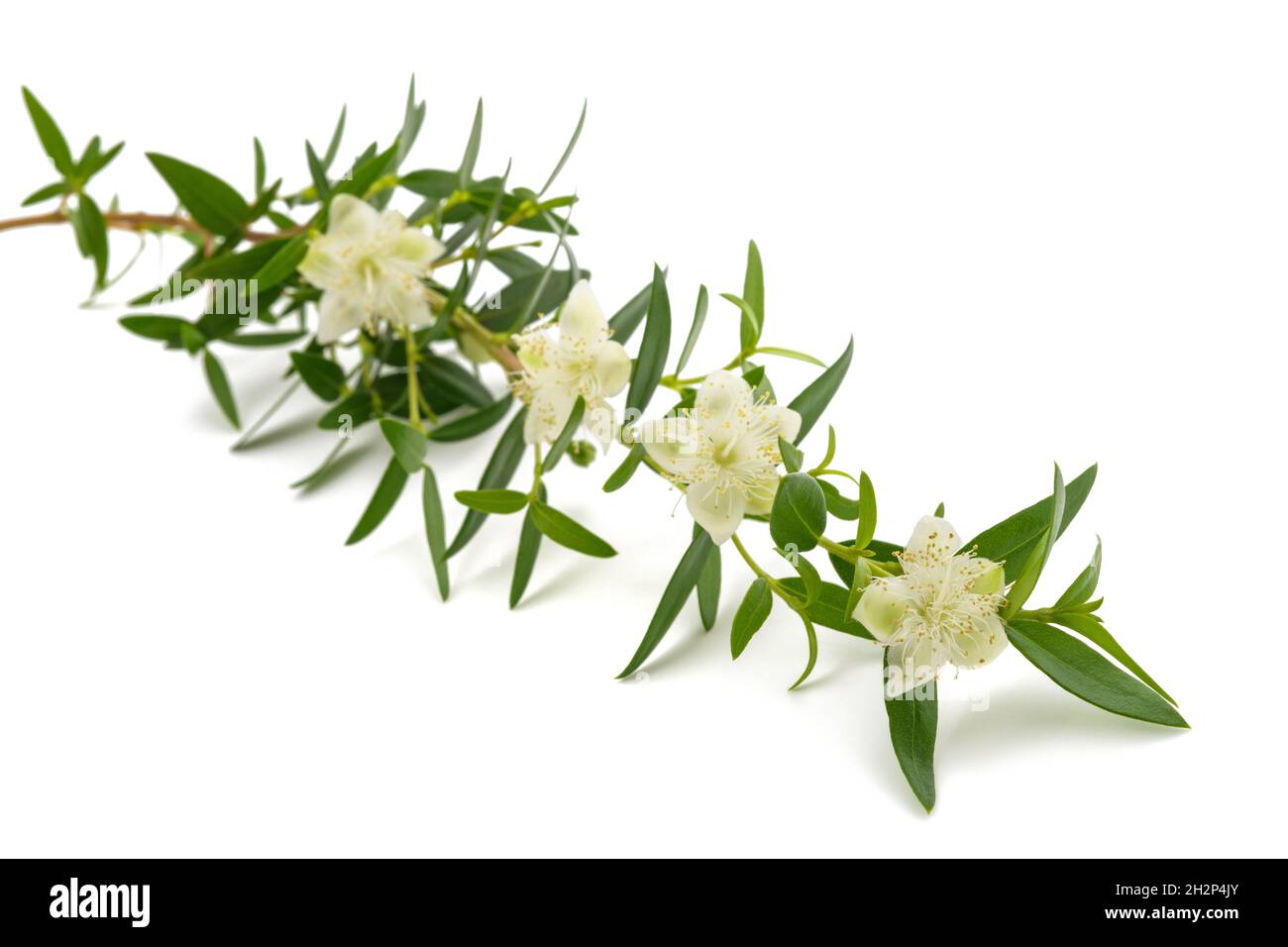 Myrte fleurs myrtus communis Banque de photographies et d’images à ...