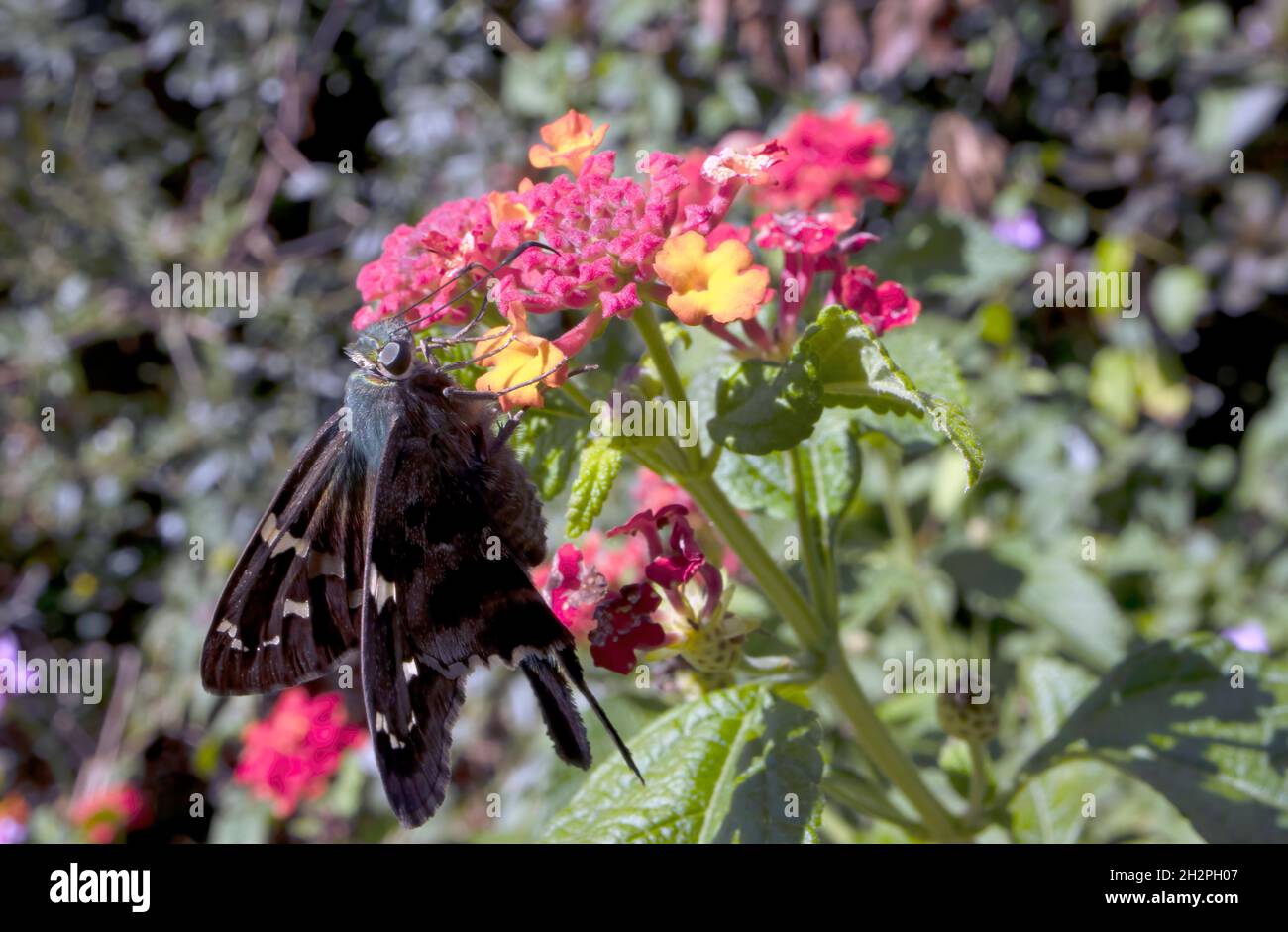 Insecte à longue queue Banque de photographies et d’images à haute ...