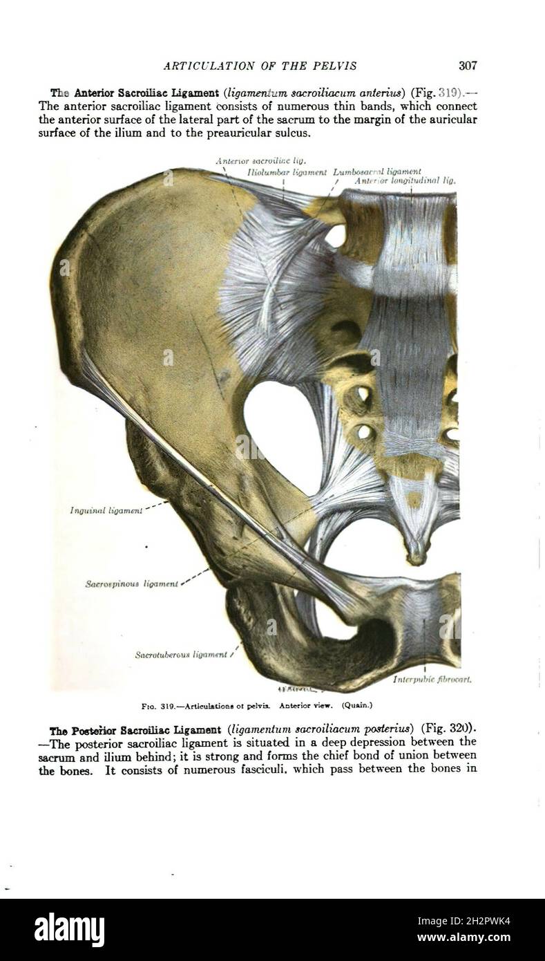 Illustration du ligament inguinal d'un manuel d'anatomie du XIXe siècle ...