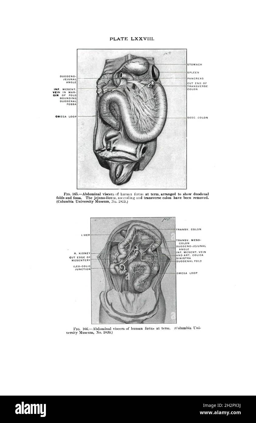 Illustrations de viscères abdominales du fœtus humain provenant de l ...