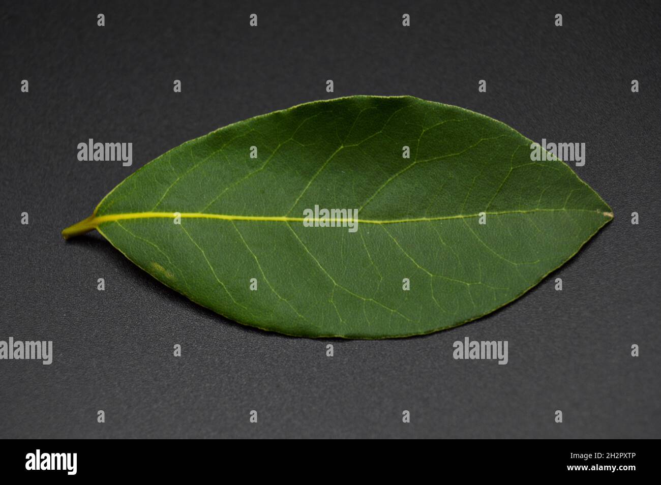 Feuille de Daphné, feuille de Laurier aromatique, feuille de Laurus ... Feuille de Daphné, feuille de Laurier aromatique, feuille de Laurus ...