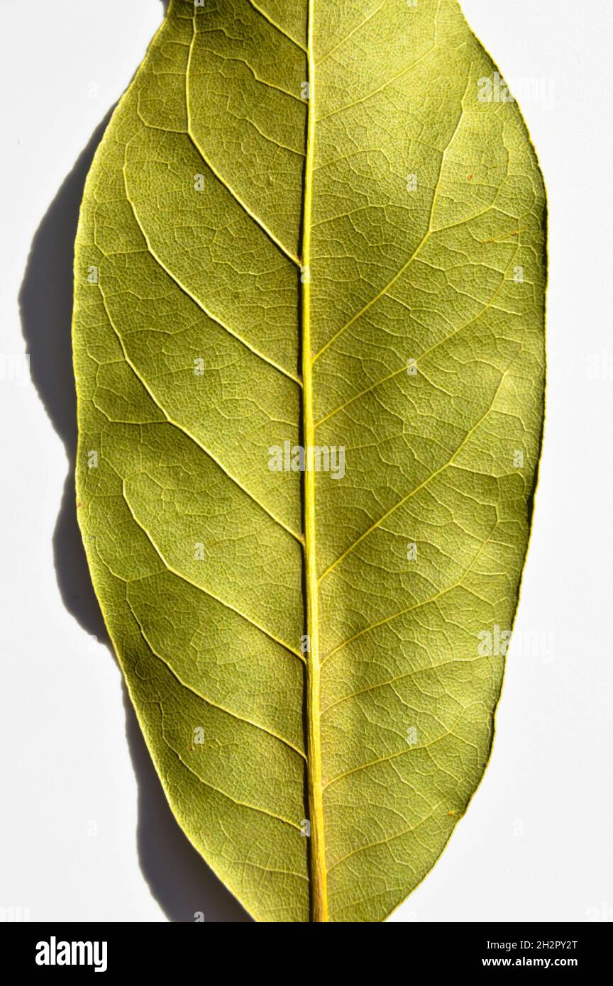 Feuille de Daphné, feuille de Laurier aromatique, feuille de Laurus ... Feuille de Daphné, feuille de Laurier aromatique, feuille de Laurus ...