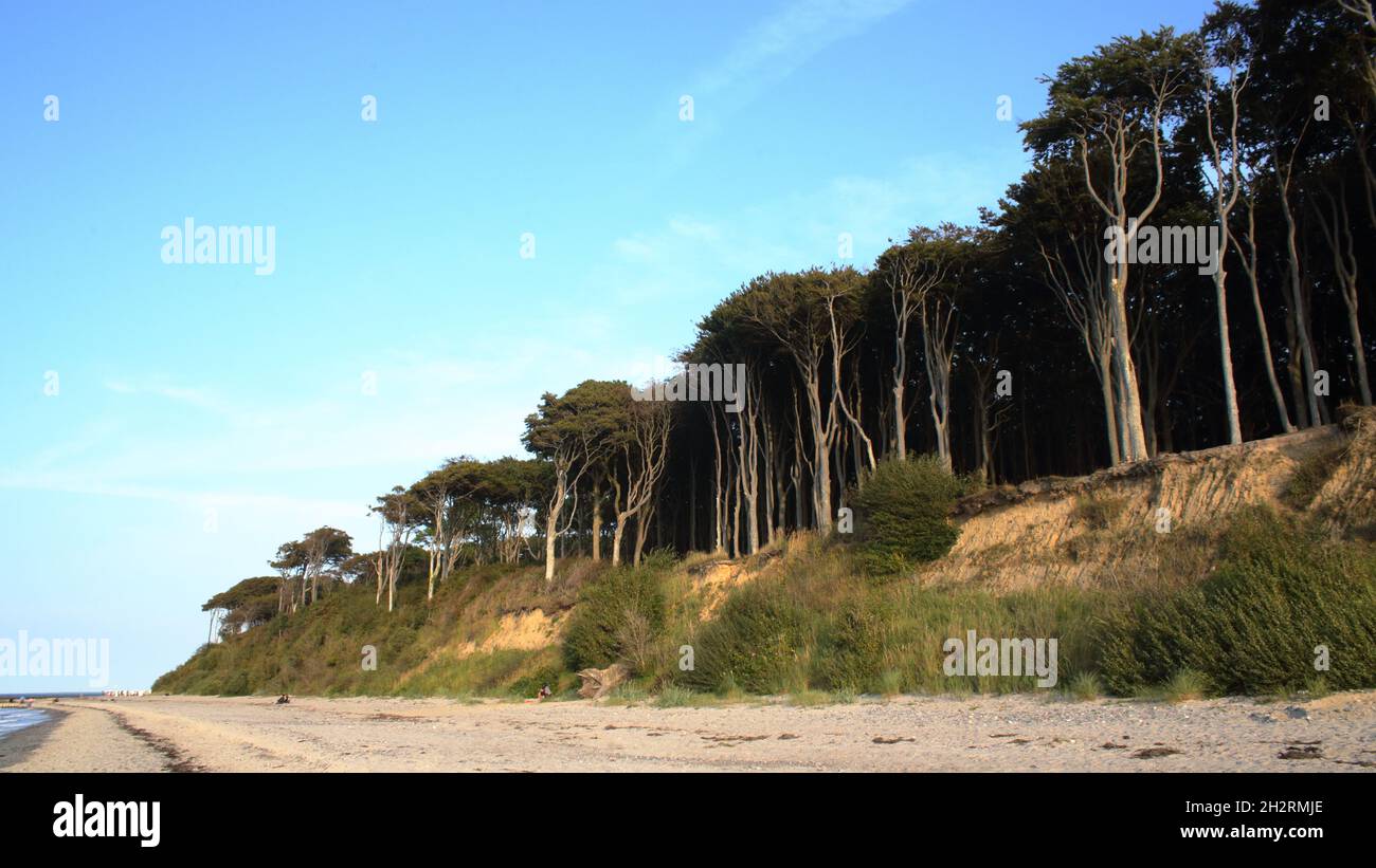Forêt et plage Banque de photographies et d’images à haute résolution ...