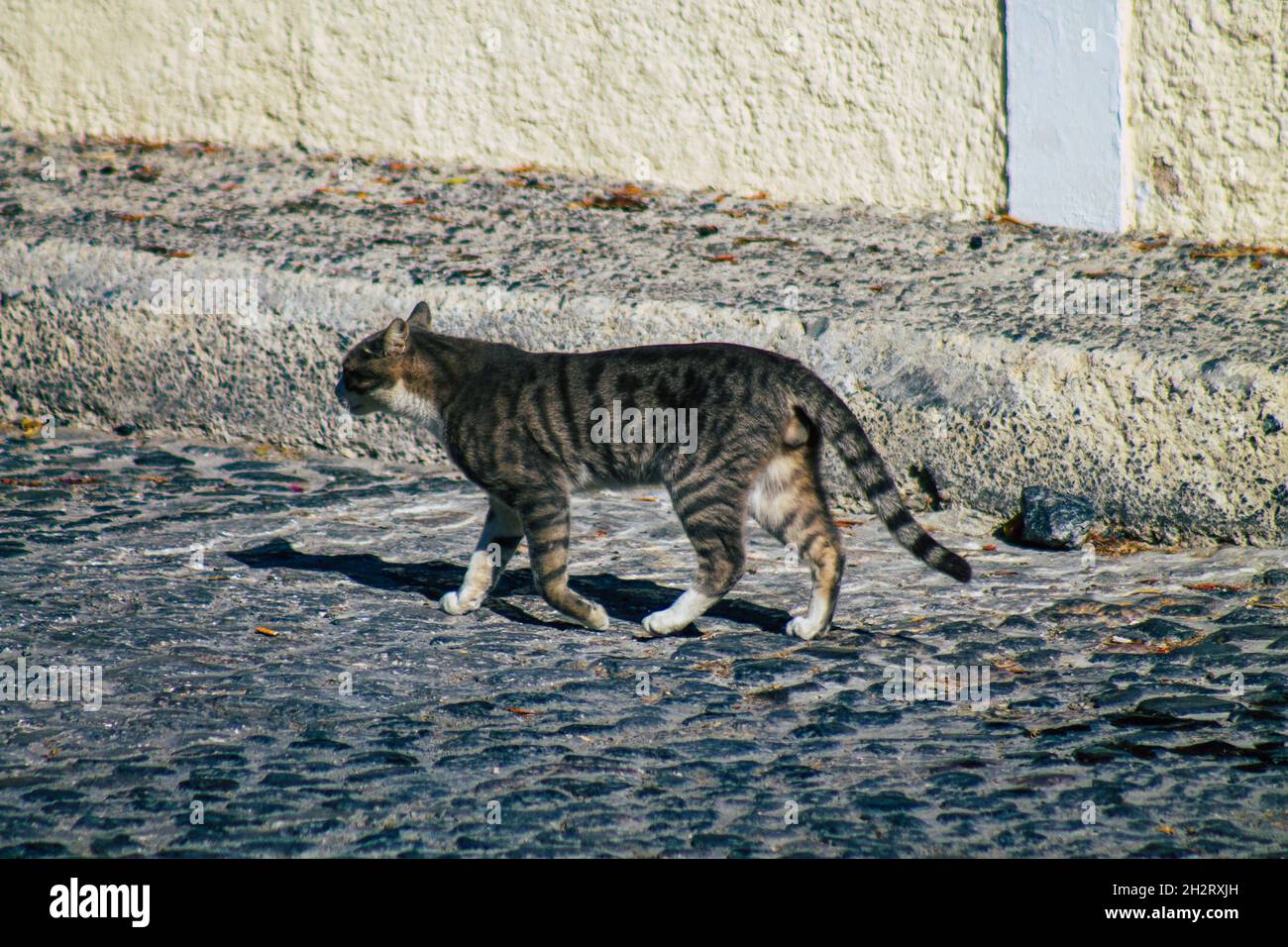 Île de Santorini, Fira, Grèce - 21 octobre 2021 chat domestique dans ...