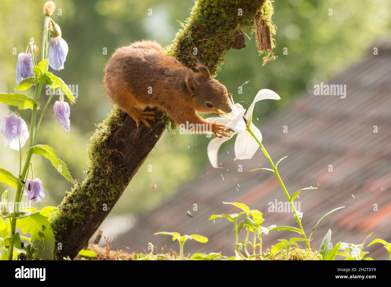 Humour écureuil on white Banque de photographies et d’images à haute ...