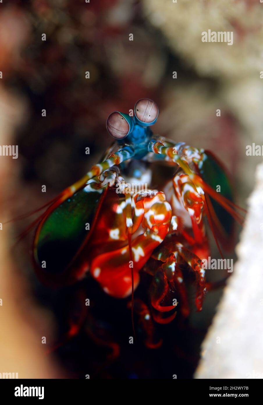 Peacock mantis shrimp odontodactylus scyllarus Banque de photographies ...
