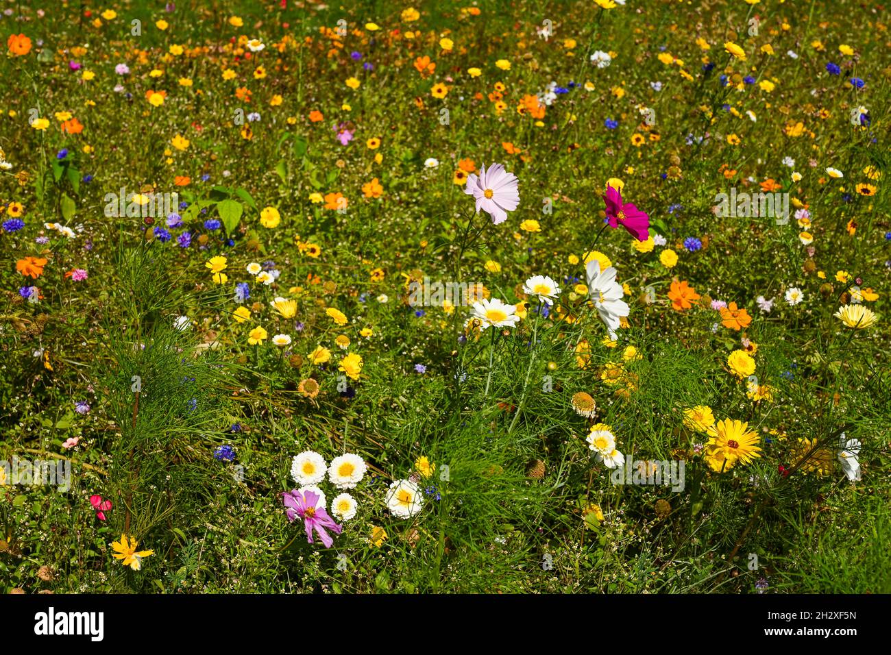Bunte blumenwiese Banque de photographies et d’images à haute résolution - Alamy