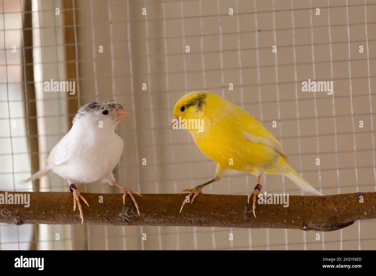 Canaris jaunes Banque de photographies et d’images à haute résolution ...