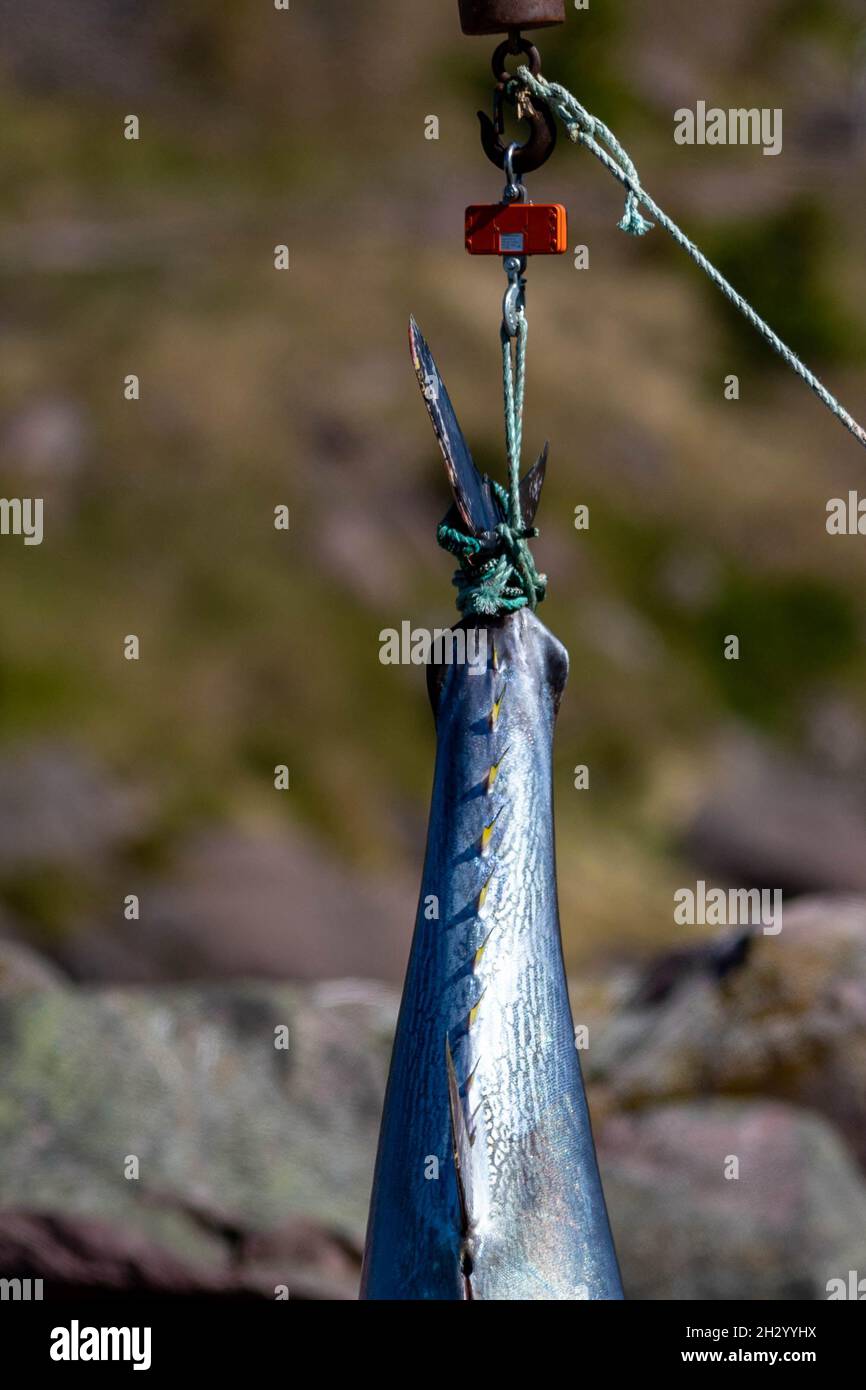 Poisson queue jaune et bleu Banque de photographies et d’images à haute ...
