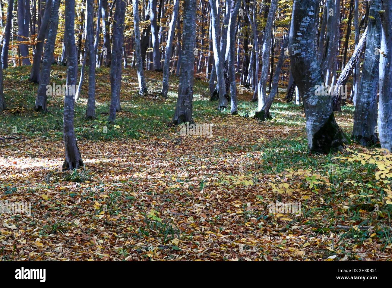 Lit de feuilles mortes Banque de photographies et d’images à haute ...