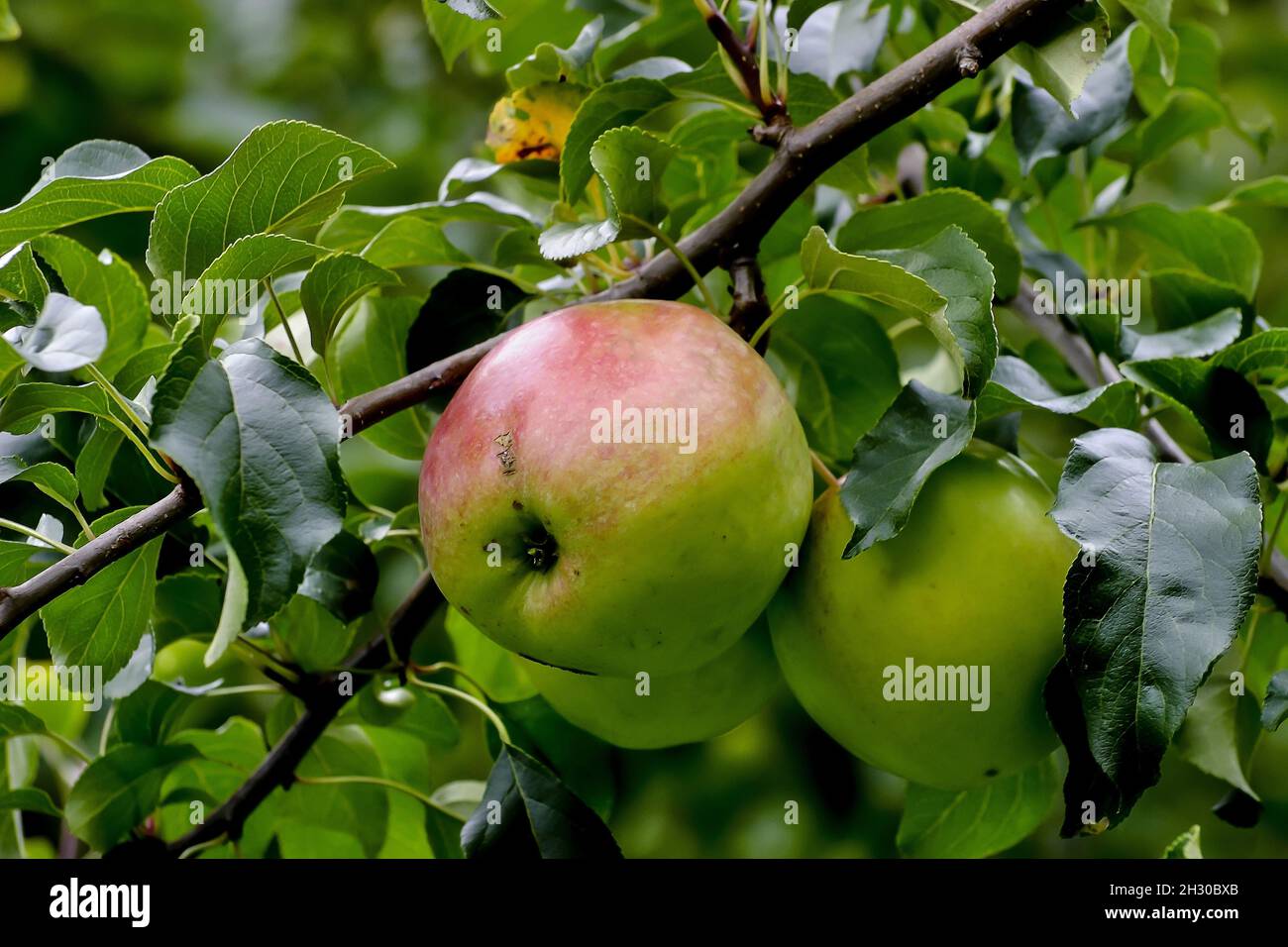 Pommier malus domestica pinova Banque de photographies et d’images à ...